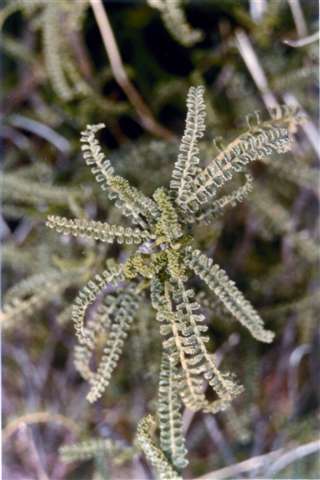 Plantas para la salud Dra. Sara Itkin - La paramela, una planta para ...